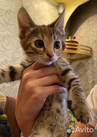 Отдаю маленького котенка (девочка 1,5 мес)