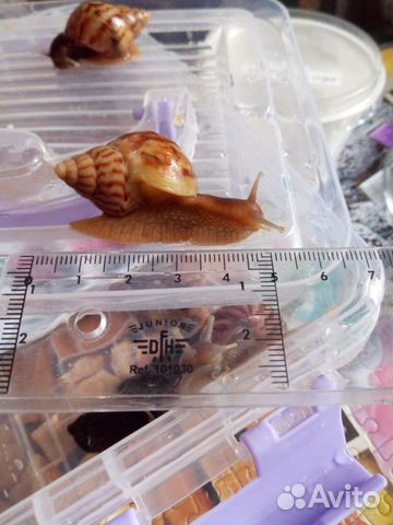 Улитки Ахатина фулика