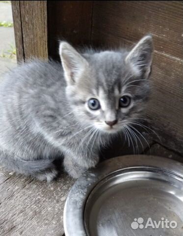 Ситуация SOS крошки котята дачники 1,5 ищут дом