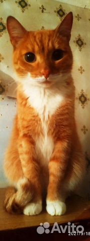 Котик Санни до года