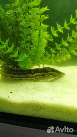 Мастацембел Арматус