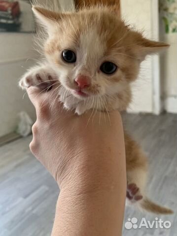 Кошка