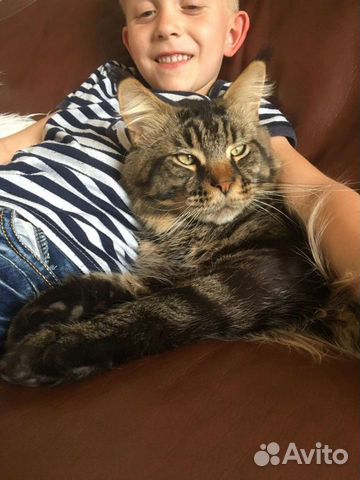 Рысь тигровый