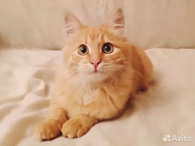 Рыжая Карамелька в добрые руки