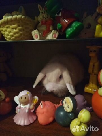 Вязка Кролик