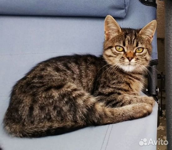 Ухоженные домашние котята, 3 месяца, девочки