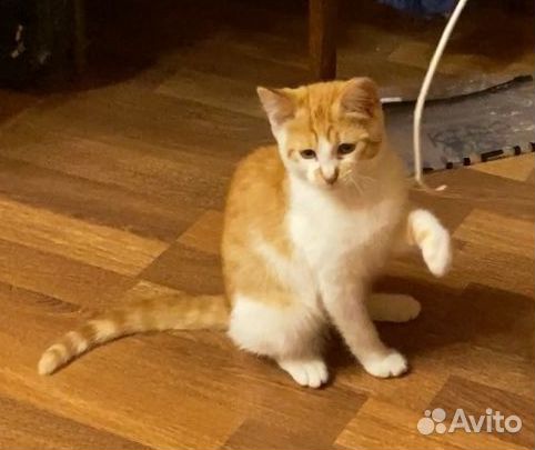 Ищет дом котёнок 5мес девочка