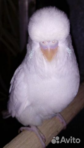 Белый попугайчик, птенчик,ввп,чех
