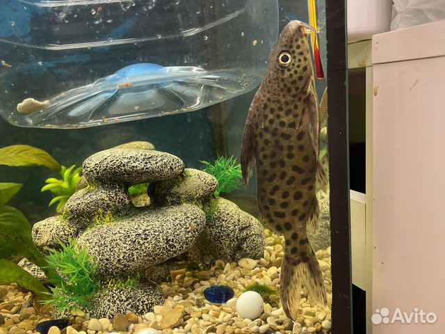 Сом Синодонтис перевертыш отдам в хорошие руки