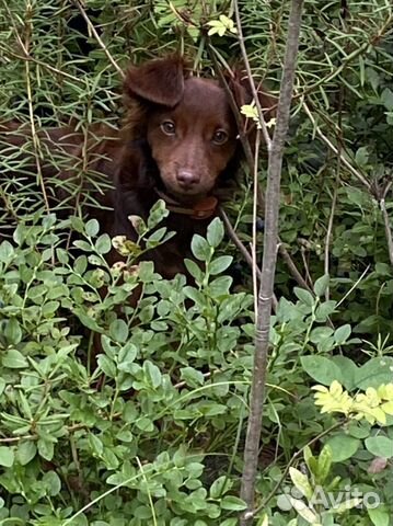 Щенок Невская Орхидея