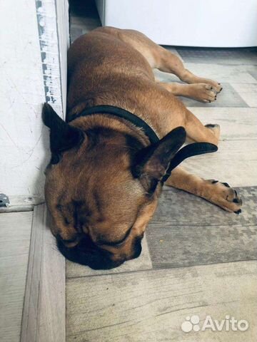 Французский бульдог вязка