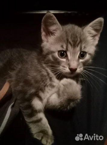Котята отдам бесплатно
