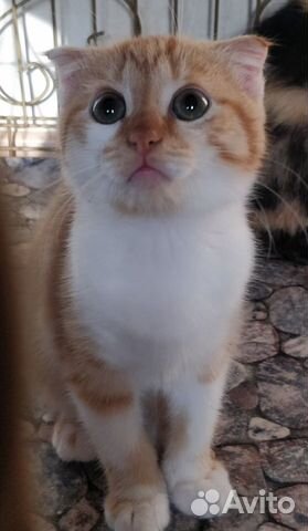 Котёнок ищет дом