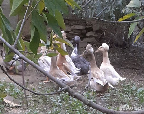 Утки хохлатые