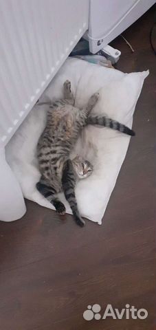 Кот-котёнок 5 мес