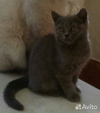 Продам британского котенка