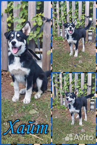 Щенок метис хаски Хайт ищет дом