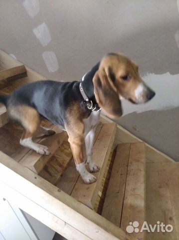 Собака бигль