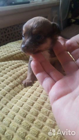 Той-терьер щенок девочка