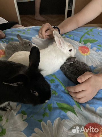 Декоративные кролики с клетками