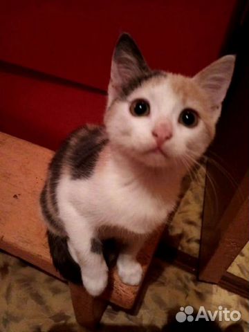 Кошка Котенок Джулли 3,5 мес