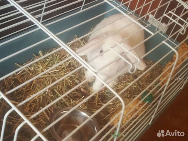 Декоративные кролики зайцы бесплатно