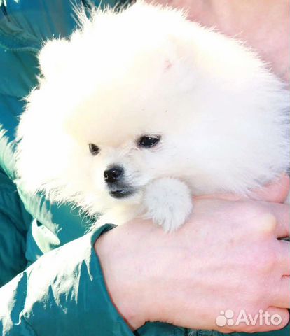 Щенки шпица