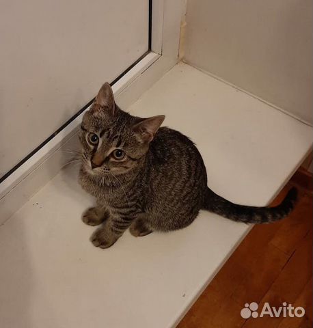 Тигрик ищет дом