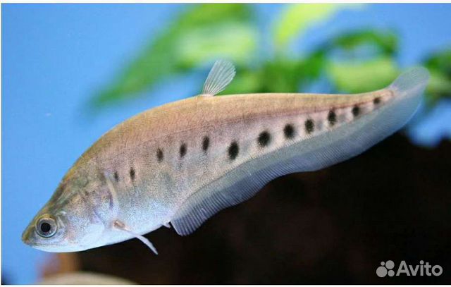 Индийский нож