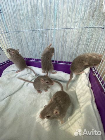 Монгольские песчанки