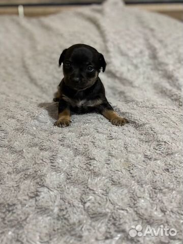 Той-терьер щенки