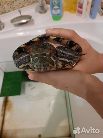 Красноухая черепаха