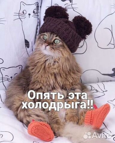 Экзотические котята