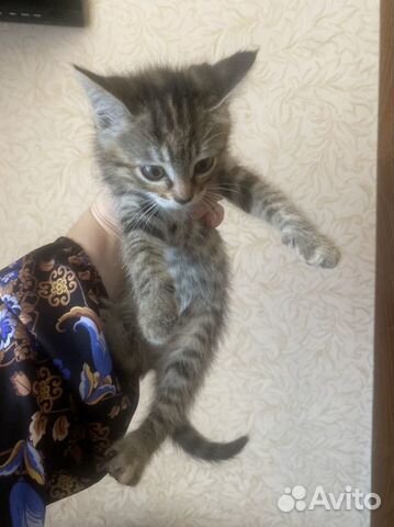 Котенок - девочка, осталась последняя