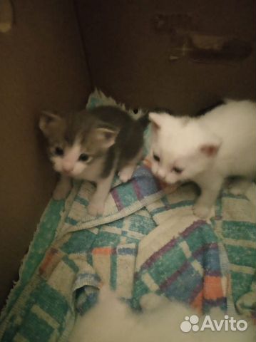 Малыши ищут уютный домик/дворик