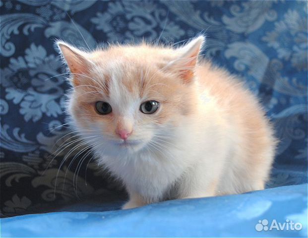 Шикарный кот
