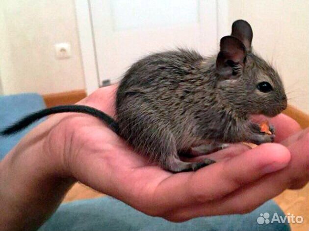 Белочка Дегу