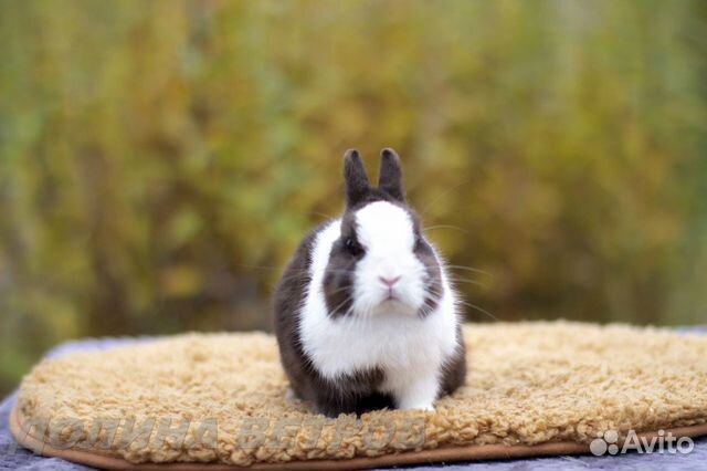 Кролик шоколадный голландский