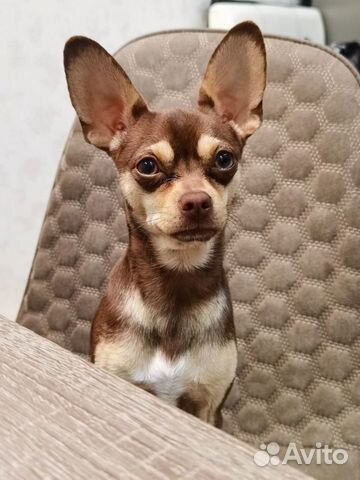 Русский той-терьер мини