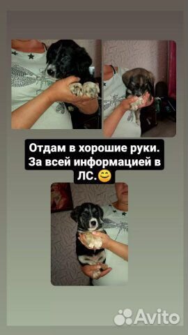 Щенки (помесь)