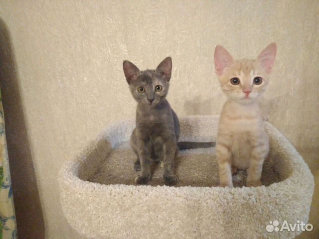 Котята крымские