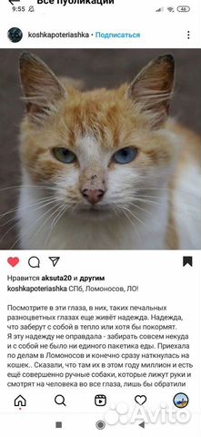 Безумно красивый кот с невероятными глазами