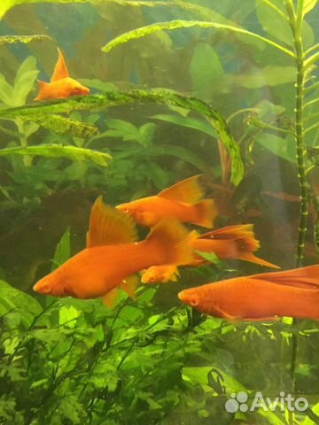 Меченосец красноглазый флаговый