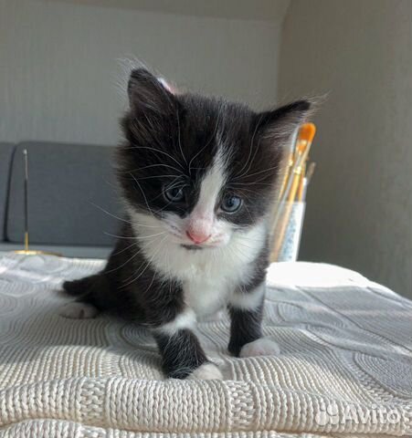 Котенок