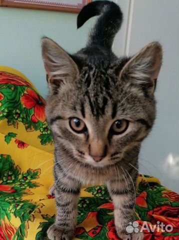 Котенок от полосатой британской кошки