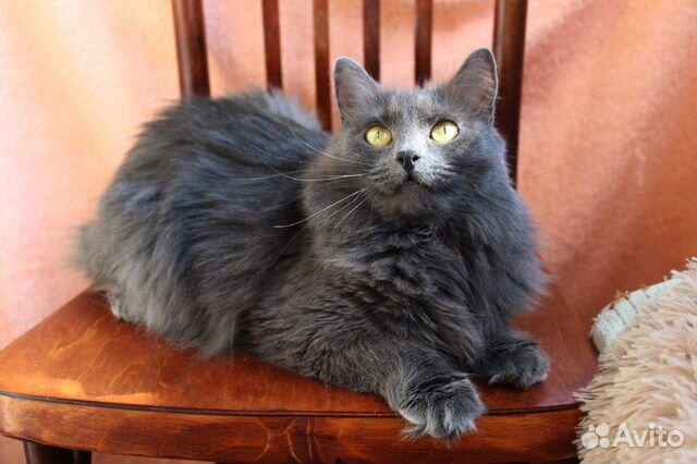 Кошка Мишель в добрые руки