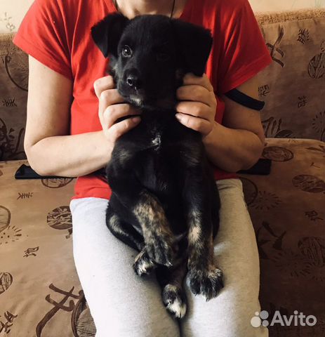 Отдам в добрые руки щенка 2 месяца, все прививки з