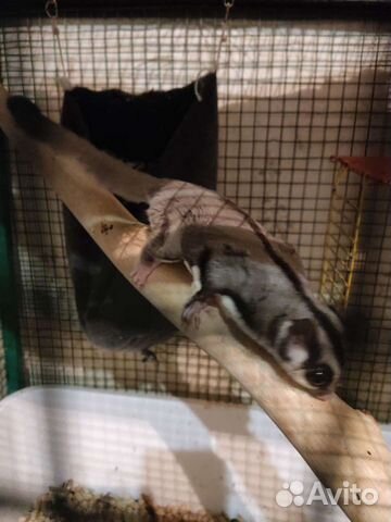 Белка летяга