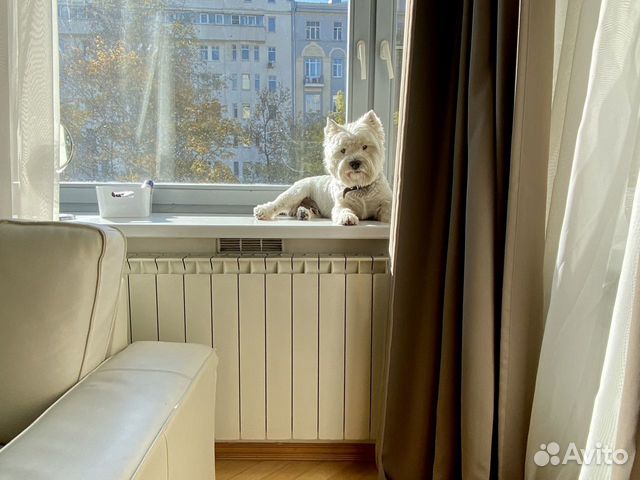 Кобель на вязку вест хайленд уайт терьер