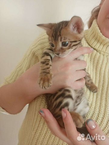 Бенгальские котята